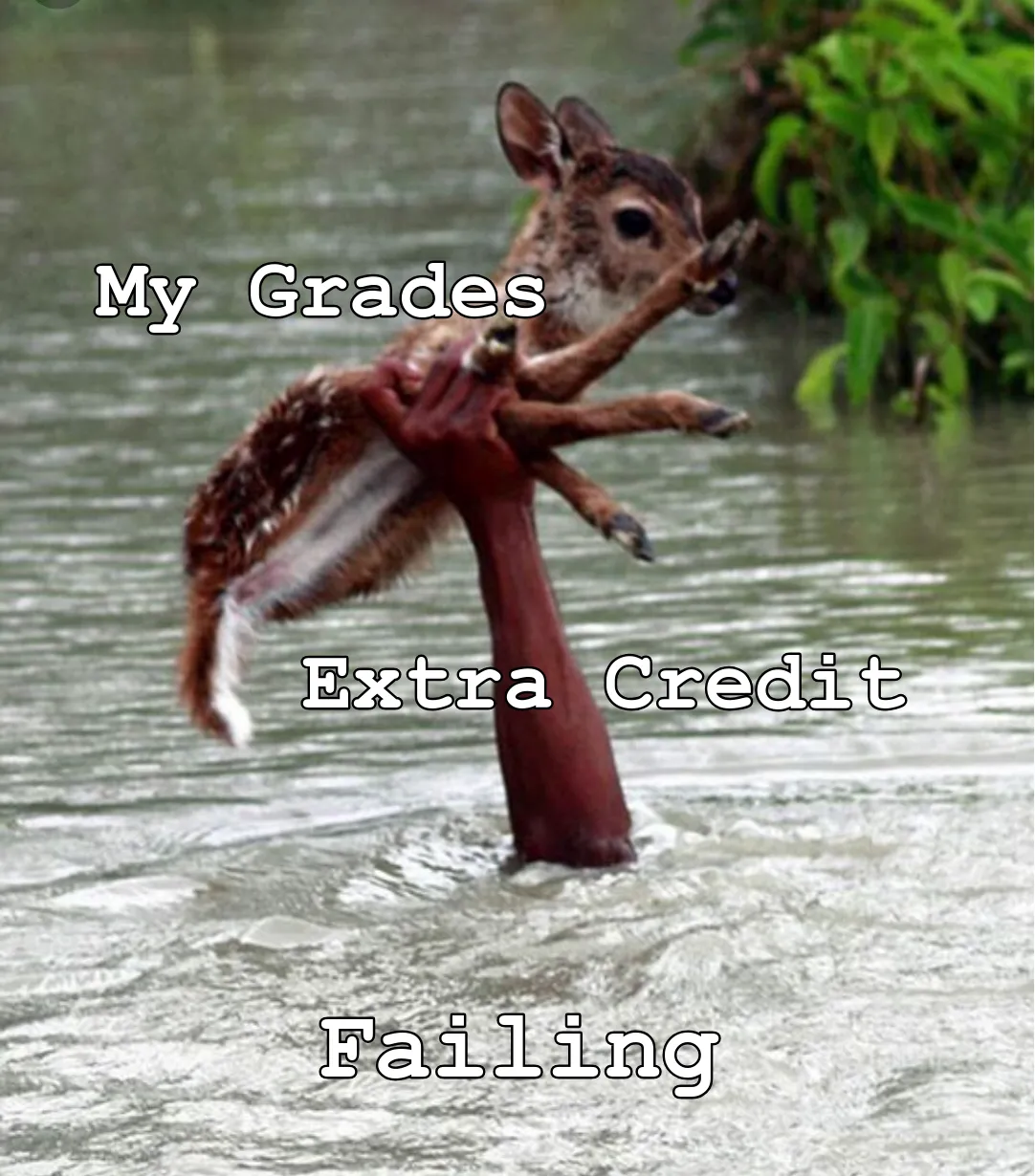 Baby Deer Memes See Facebook Rant, Photos From Woman Who Stole 4