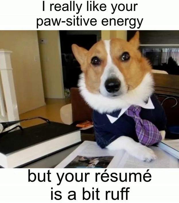 Dog Business Memes 8 Funny Corgi Memes What Every Dog Deserves