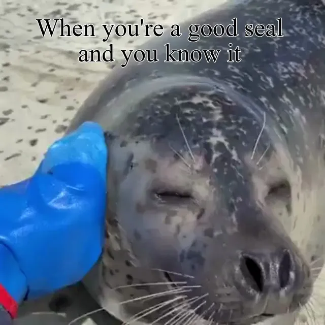 Cute Seal Memes Cute And Funny Moments With 🥰 Seal Compilation : 10