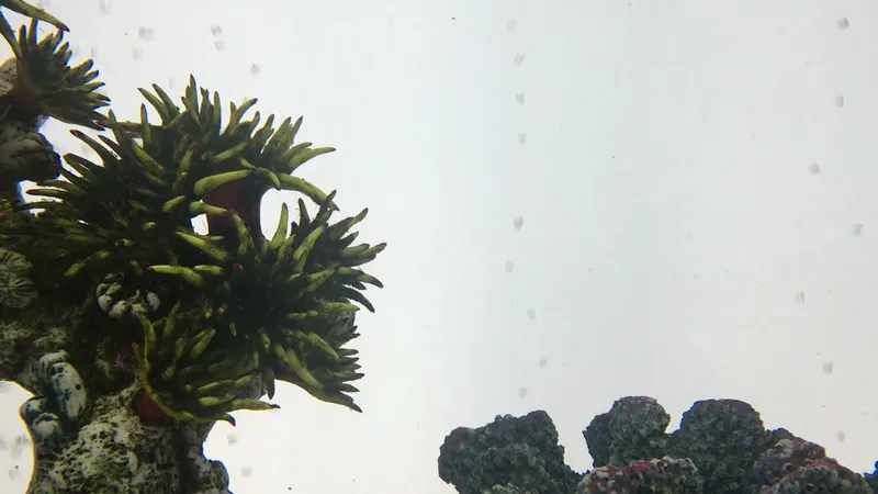 Fish Tank Zoom Virtual Background Template — Kapwing