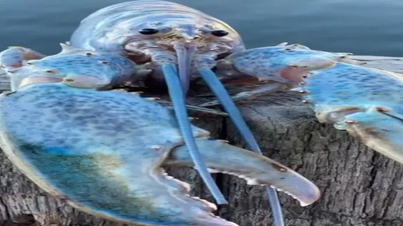 Getting Lobstered / Blue Lobster Jump Scare — Kapwing