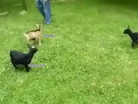 Baby Goat Meme Get A Strollerful Of Baby Goats Delivered For Your
