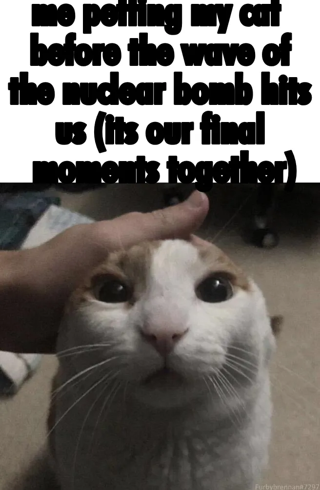 Jager Bomb Cat Memes