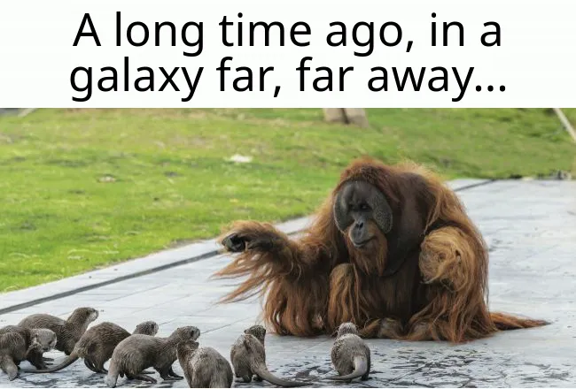 Meme Orangutan Saill