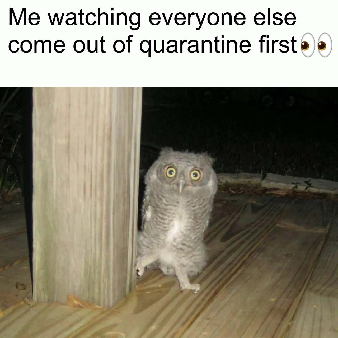 Little Owl Memes
