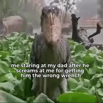 Shoebill Stork Staring Big Bird Video Meme Template — Kapwing