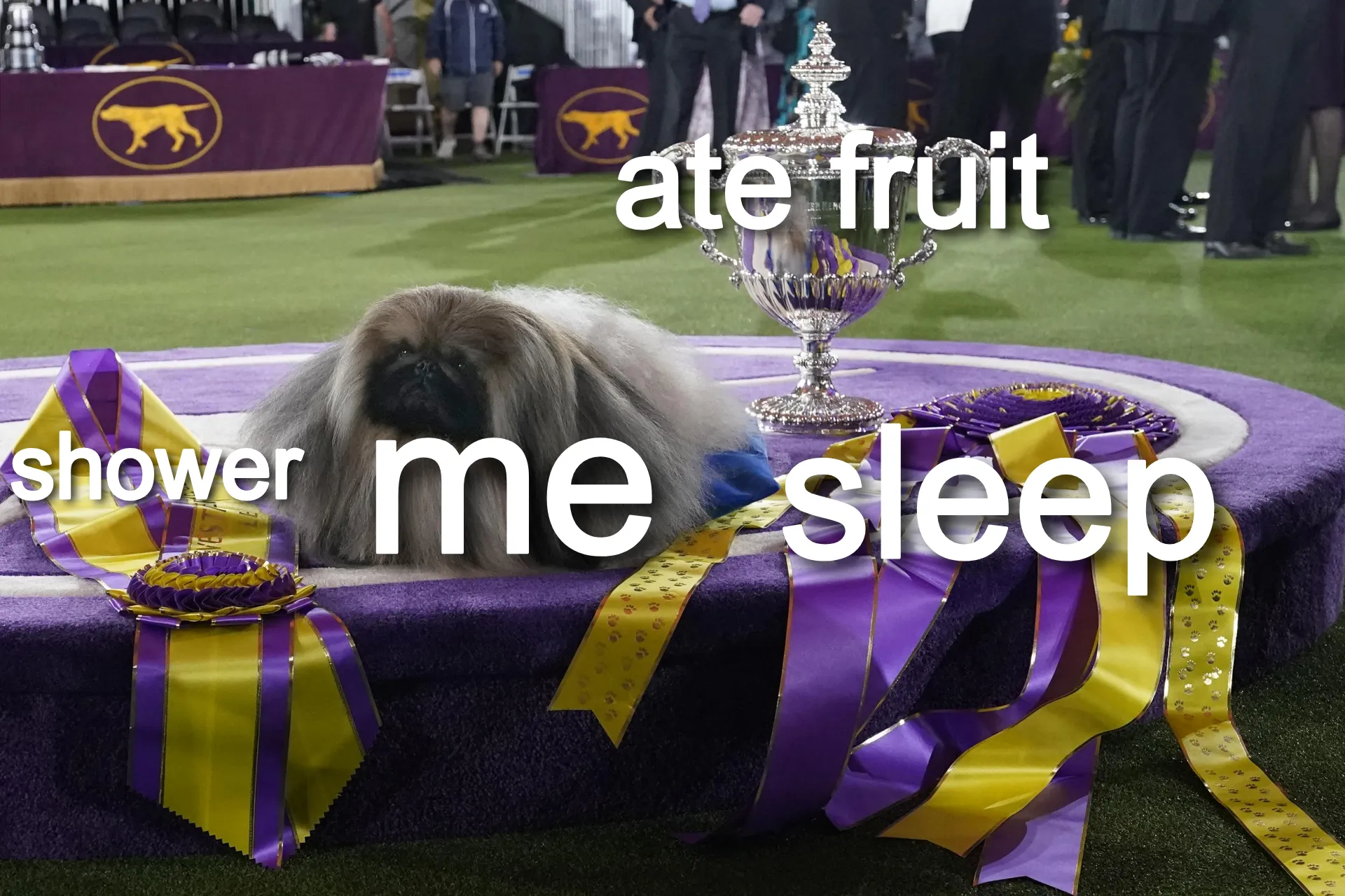 Dog Show Memes